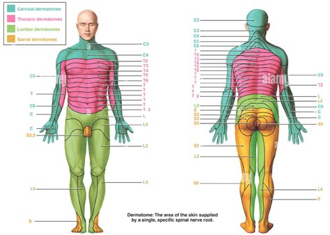 Peripheral Nerve Injury And Entrapment London Bridge Sports Medicine