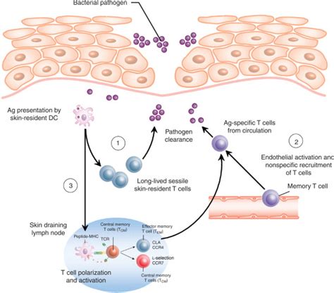 Skin Resident T Cells The Ups And Downs Of On Site Immunity Journal