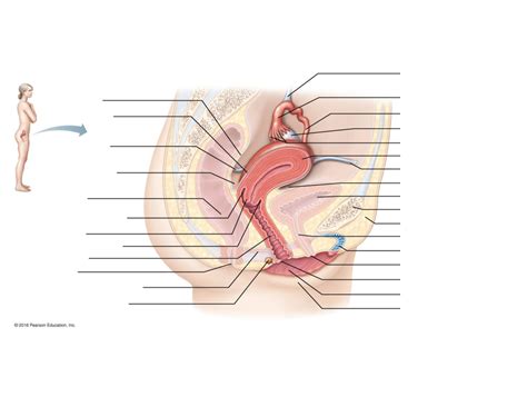 Reproductive Part 2 Diagram Quizlet