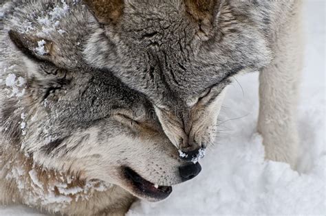 Gray Wolves Being Affectionate With Each Other Stock Image Image Of
