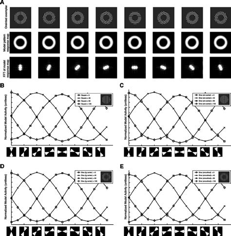 Model Activity Mimics A Radial Bias A Top Orientation Exemplars