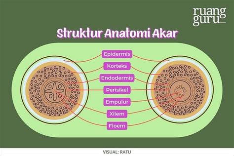 Detail Gambar Anatomi Akar Dikotil Koleksi Nomer 36