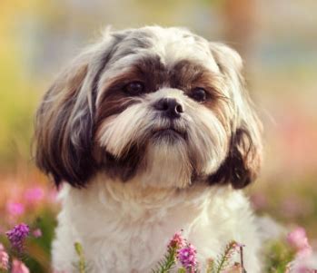 시츄 평균 수명은 길다 짧아 인간 나이로 몇 살 장수 비결과 심장병 주의