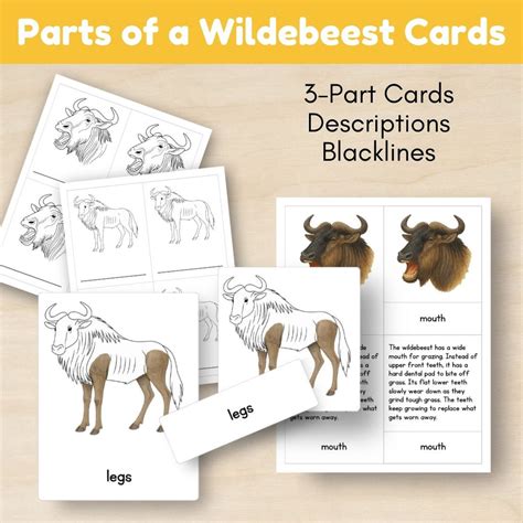 Grassland Biome Life Cycle And Parts Of A Wildebeest Trillium Montessori