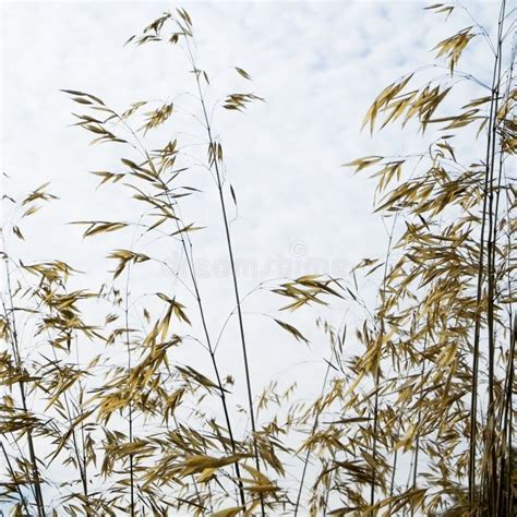 Decorative Grass Seed Heads Drying In Sunshine Stock Image Image Of Autumn Pattern 116334775