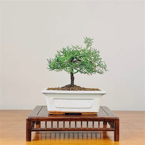 rosemary height tree 15 cm depth tree 13 cm catawiki
