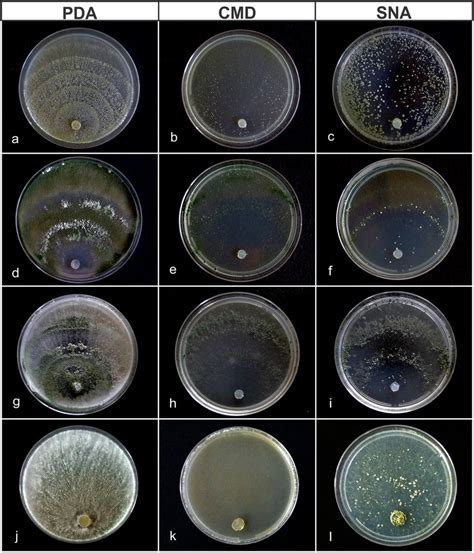 Colony Characteristics Of The New Trichoderma Species On Pda Cmd And