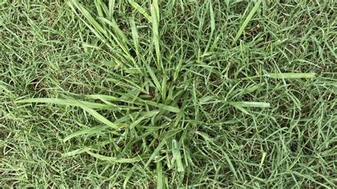 Weed Library Turf Masters Lawn Care