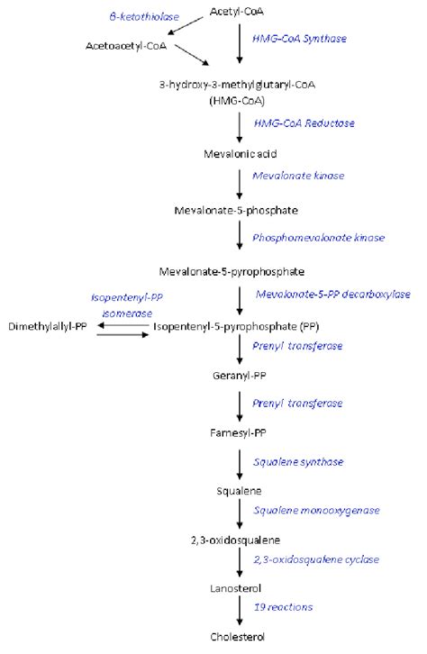 1 Cholesterol Biosynthetic Pathway Download Scientific Diagram