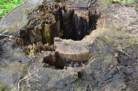 Premium Photo Rocks In Forest