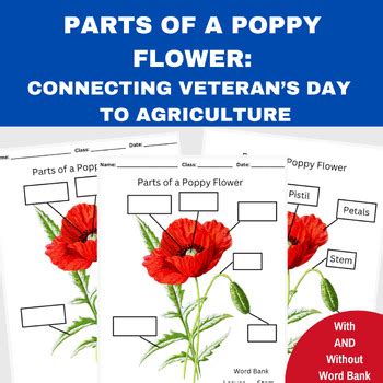 Parts Of A Poppy Flower Labeling Flower Anatomy Veterans Day Activity