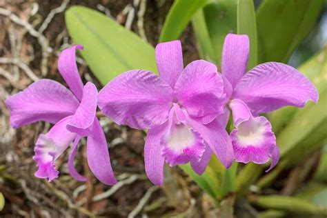 How To Propagate Orchids Five Methods Gardeners Path