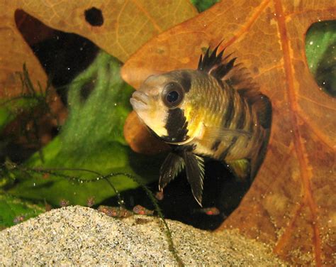 Apistogramma Baenschi Aquarium Care And Breeding