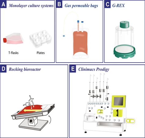 Schematic Illustration Of Different Culture Systems Commonly Used For