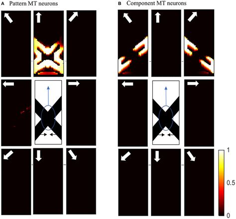 Frontiers Adaptive Surround Modulation Of Mt Neurons A Computational