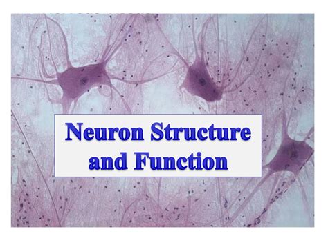 SOLUTION Neuron Types And Structure And Function Studypool