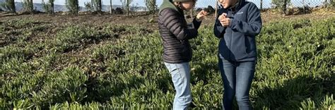 New Ucce Advisors Bring Fresh Ideas To Protect Lettuce From Insv Pythium Wilt Food Blog