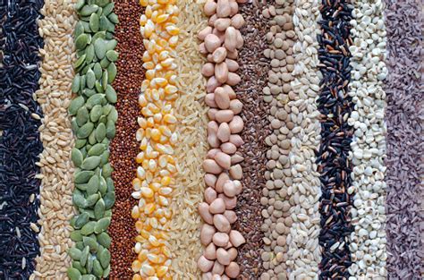 건강하거나 깨끗한 식품 성분 또는 농산물 컨셉을 위해 다양한 종류의 천연 시리얼 및 곡물 종자 스트라이프 배경 밀에 대한 스톡 사진 및 기타 이미지 Istock