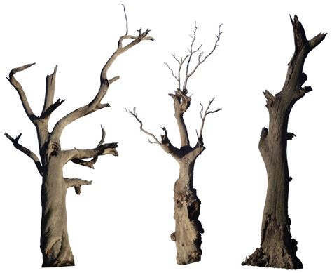 Tree Trunk Png ClipArt Best