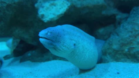 Video Two Oceans Aquarium On Linkedin Did You Know This Fact About