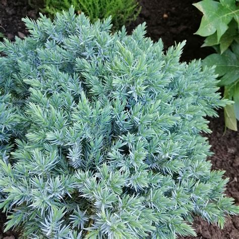 Pépinièreca Juniperus Squamata Blue Star