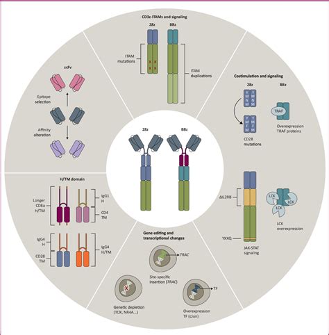 Figure 3 From Function And Evolution Of The Prototypic Cd28ζ And 4 1bbζ Chimeric Antigen