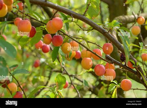Japanese Plum Chinese Plum Prunus Salicina Branch With Fruits Stock