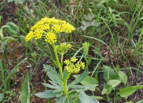 How To Get Rid Of Wild Poison Parsnip Without Using Chemical Herbicide America Natural How To Get Rid Of Wild Poison Parsnip Without Using Chemical Herbicide America Natural
