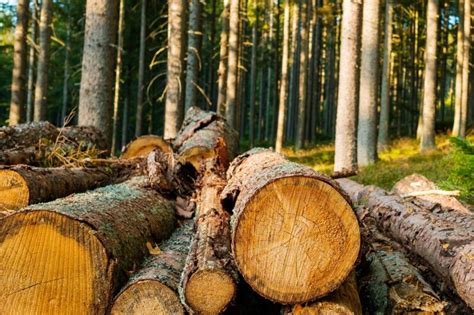 Selective Logging Benefits Ecochoice