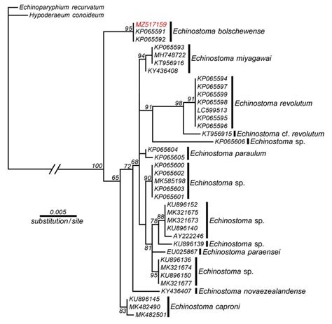 maximum likelihood phylogeny of echinostoma genus based on the nuclear