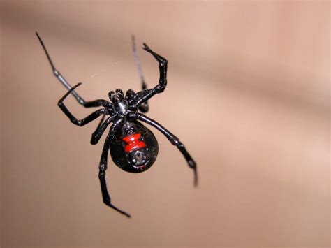 Imágenes De La Araña Capulina