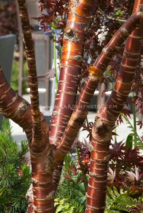 Red Bark Tree In The Sun Tree Bark Texture Flower Stock Photography Planting Flowers