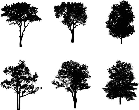 Tree Elevation Vector Art Icons And Graphics For Free Download
