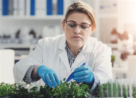 Science Plant And Woman In Lab With Sample For Research Biology And
