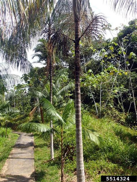 Palm Genus Euterpe