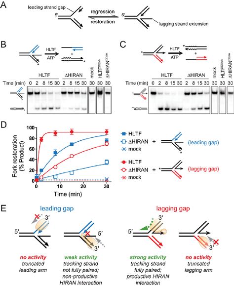 hltf catalyzes fork restoration a schematic of fork restoration b c