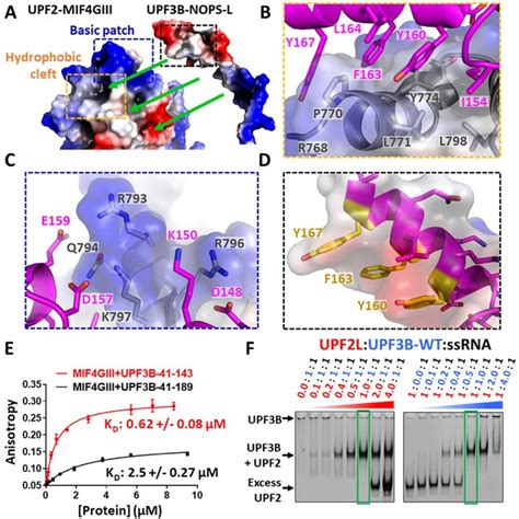 Upf3b Upf2 Interface Analysis A Electrostatic Surface Potential Of