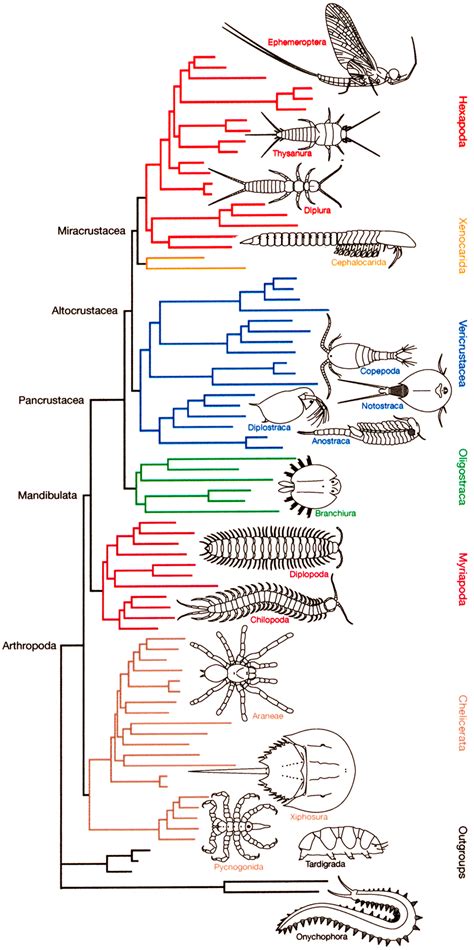 Molecular Arthropod Cladogram Adapted From Regier Et Al 2010 While