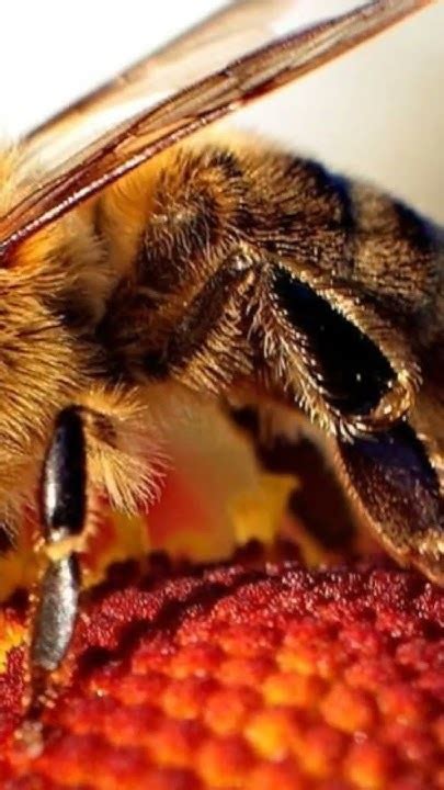 Разлика между търтей и пчела Youtube