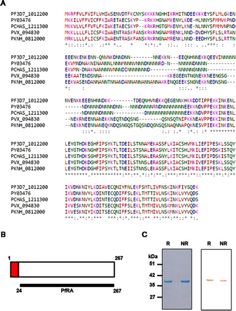 A Novel Plasmodium Falciparum Rhoptry Associated Adhesin Mediates