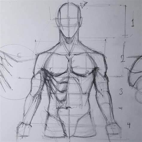 Anatomy Drawing Torso Torso Drawing Step By Step Male Anatomy