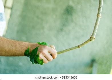 Tree Shaking Images Stock Photos Vectors Shutterstock