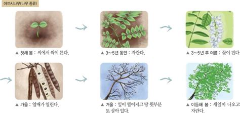 한해살이 식물과 여러해살이 식물의 한살이 비교하기 네이버 블로그