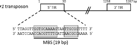 Figure 34 From A Role For Setmar In Gene Regulation Insights From