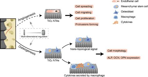 Schematic Illustration Showing The Angiogenesis And Osteogenesis On