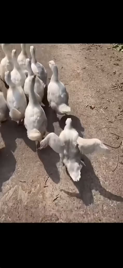 Bot Fly Removal Squirrel 😱🐿 Bot Fly Removal Squirrel 😱🐿 By One