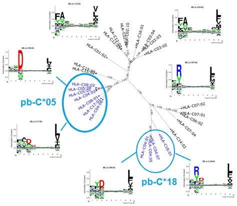 3 Mhccluster Tree Created For The Functional Clustering Of Hla C Download Scientific Diagram