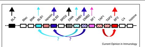 Figure 1 From What Chickens Might Tell Us About The Mhc Class Ii System