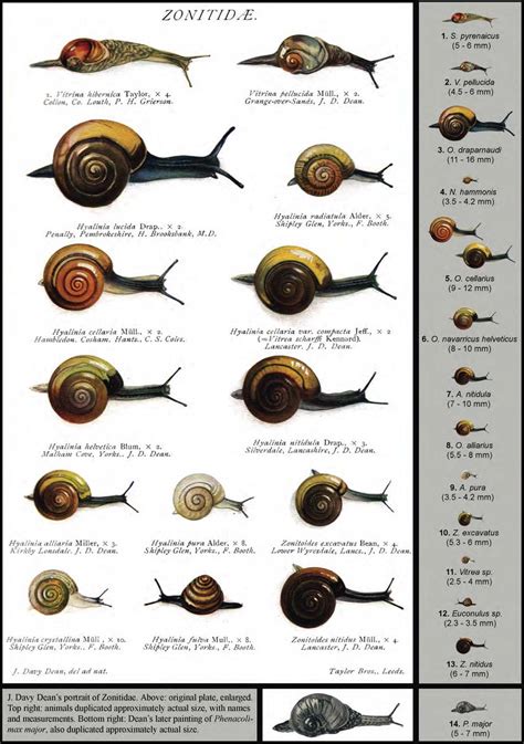 Conchological Society Of Great Britain And Ireland Snails In Garden