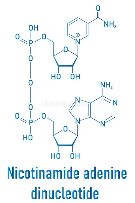 Dinucleotide Structure